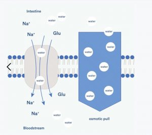 My Morning Recovery Drink Review (Tested on a Hangover)